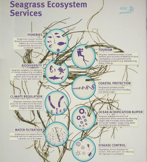 Protection of seagrasses is key to building resilience to climate ...